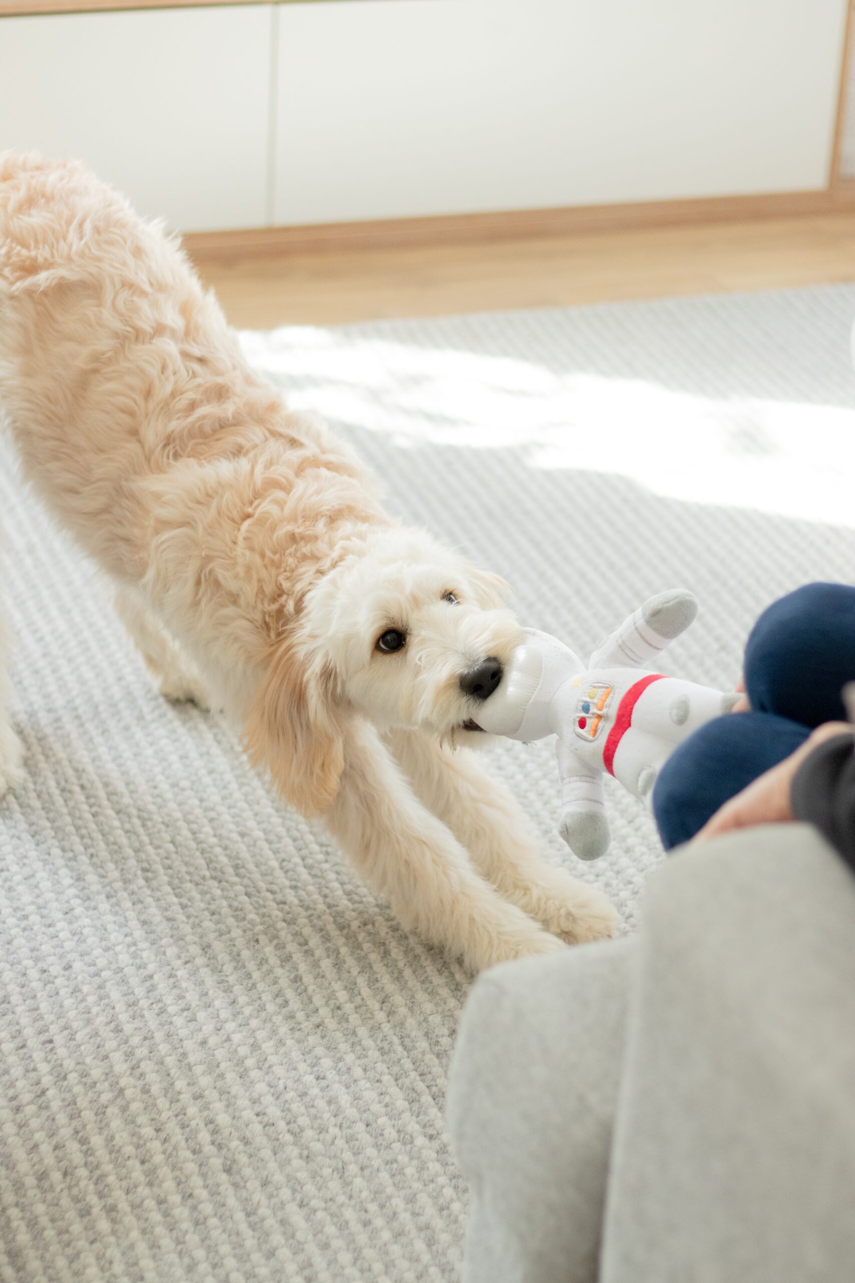 How to Stop a Dog from Chewing Everything